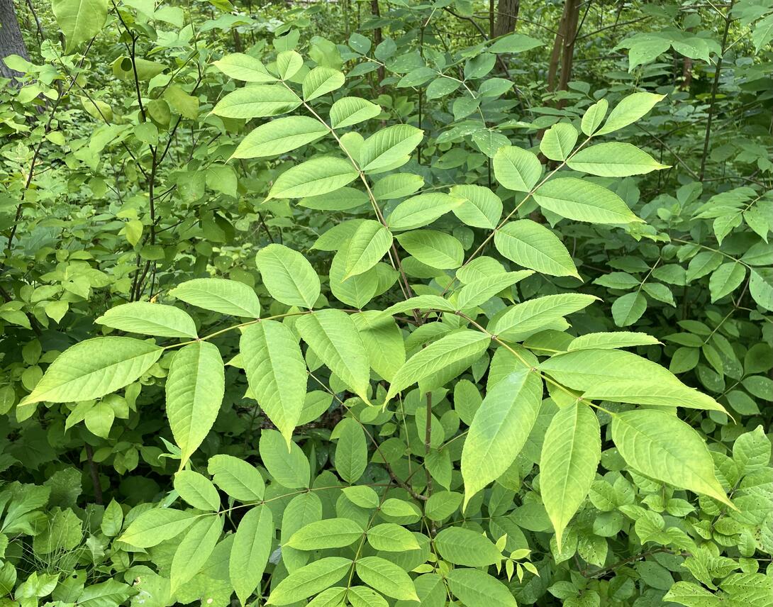 Black Ash | CMP Tree Selection Tool